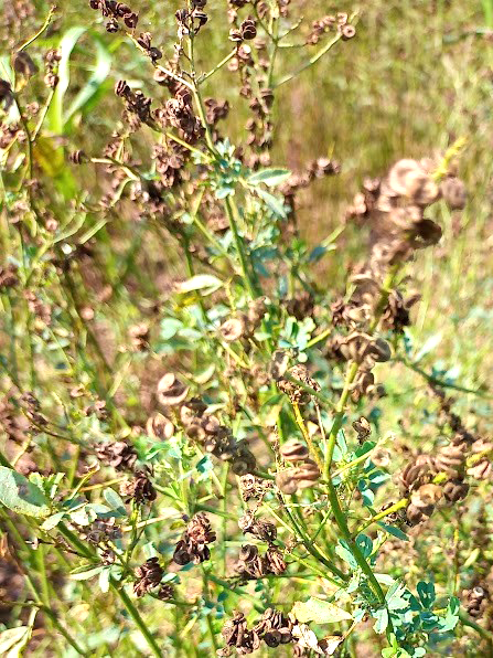 Institute of Forage Crops – Pleven – Institute of Forage Crops – Pleven